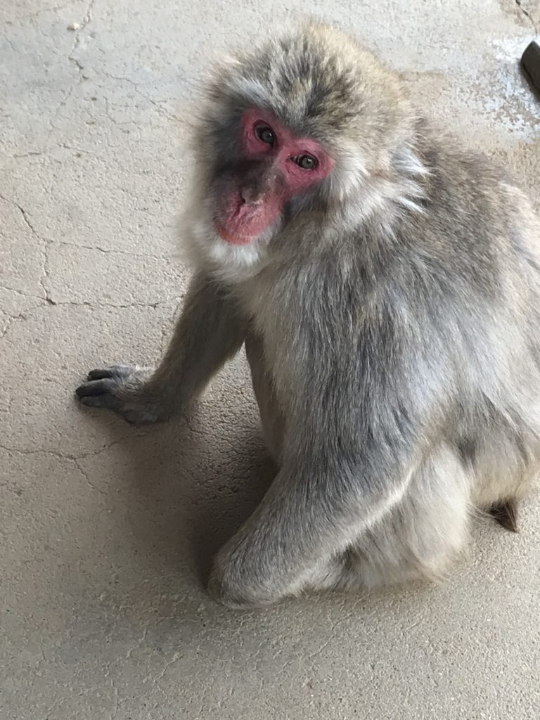 Fun day in Kyoto: Bamboo forest, Ōkōchi Sansō & Monkey Park – Roam If ...